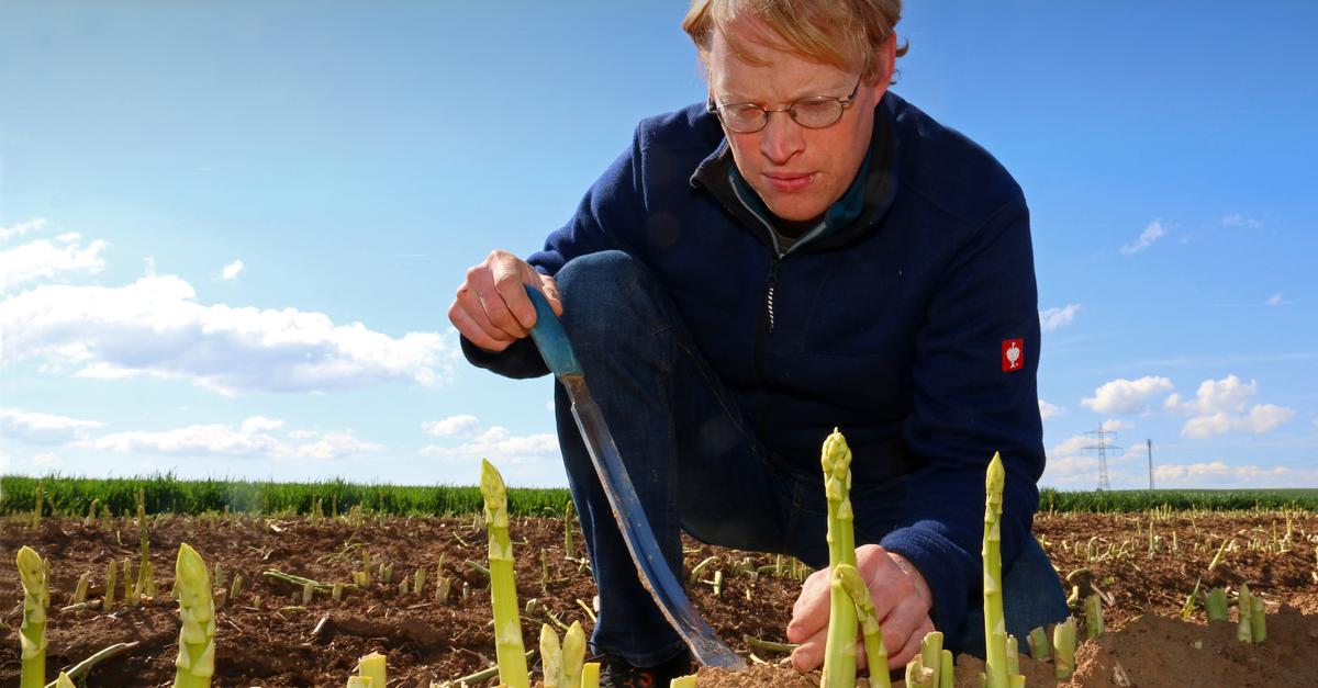 Spargel einfach mal selber stechen in Hünfelden