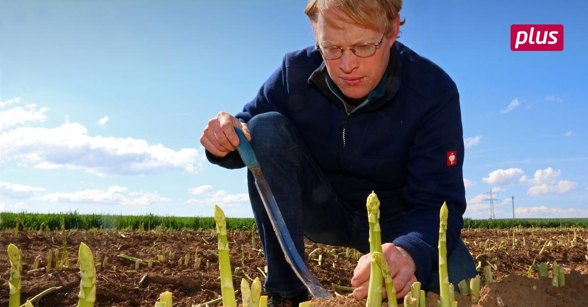 Spargel einfach mal selber stechen in Hünfelden