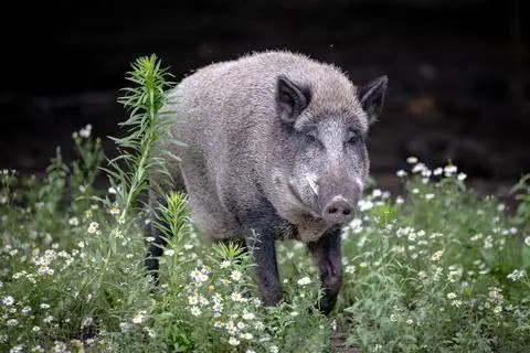 200 Euro pro entsorgtem Wildschweinkadaver im Lahn-Dill-Kreis