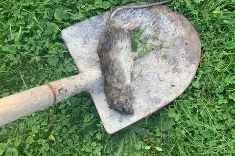 Rattenplage in Greifenstein: Nachbarn machen sich Sorgen