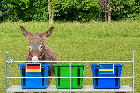 Orakel Linus: Sein Tipp für das Spiel Deutschland gegen Curaçao steht fest!