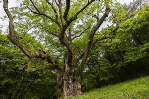 Schnitt an Aßlarer Naturdenkmal „Dicke Linde“ in Bermoll wirft Fragen auf