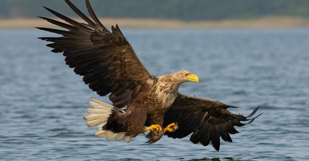 Der wilde Osten: Axel Gomilles Bildband zu Wolf und Adler