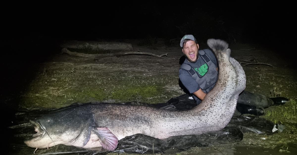 Warum der Riesen-Wels im Rhein gefangen werden durfte