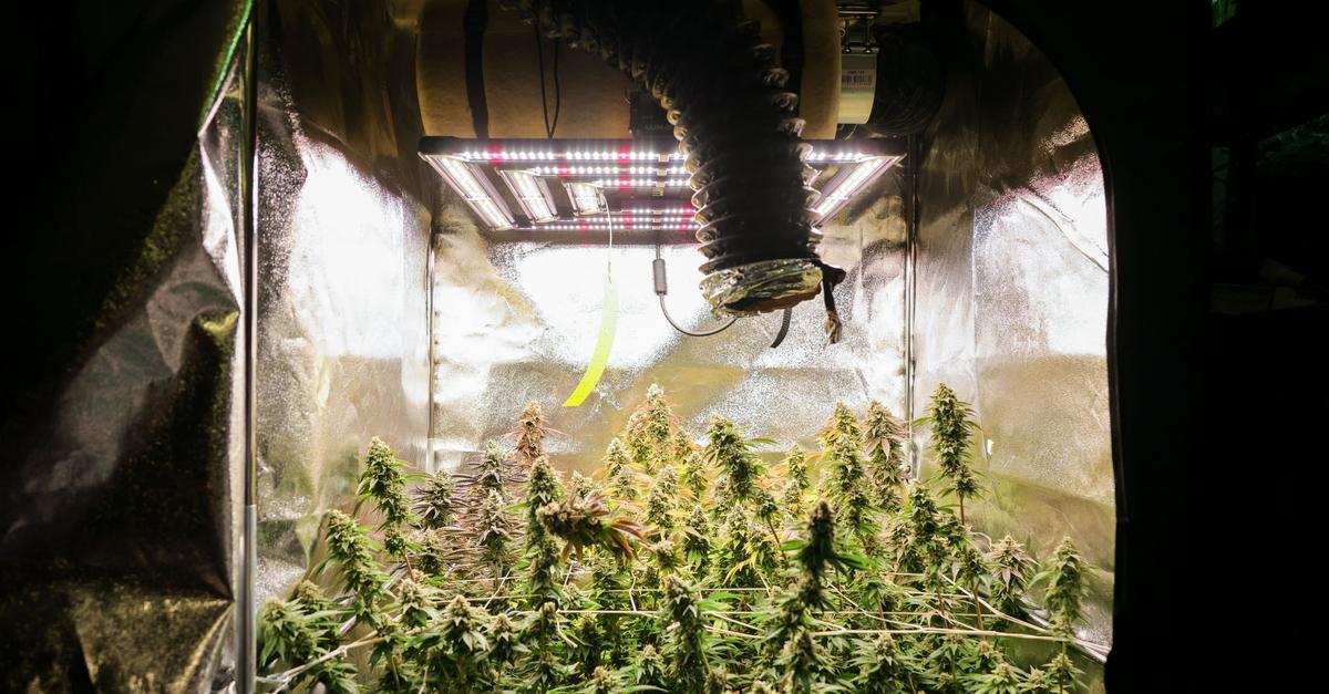 Cannabis Richtig Giessen