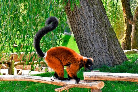 Sommerferien im Kronberger Opel-Zoo | Mittelhessen
