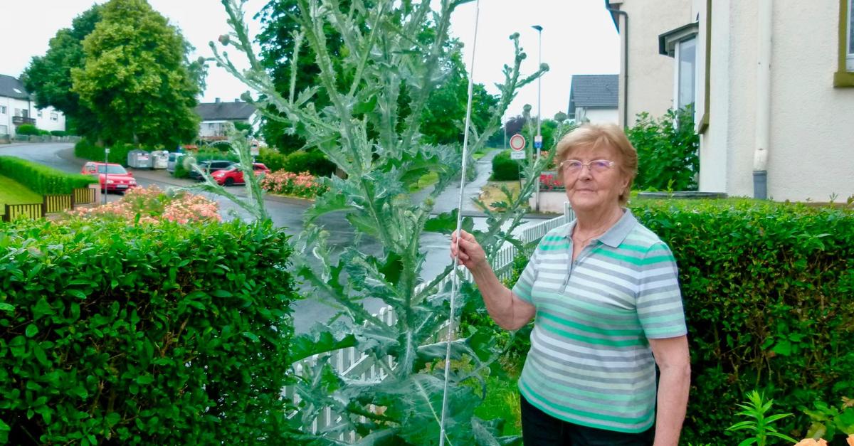 Wernborn: Mariendistel von Maria Brendel 2,40 Meter hoch