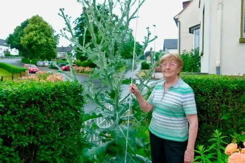 Wernborn: Mariendistel von Maria Brendel 2,40 Meter hoch