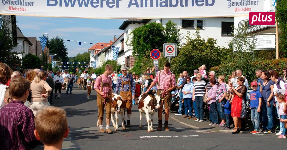 Almabtrieb mit Kühen und Bulldog