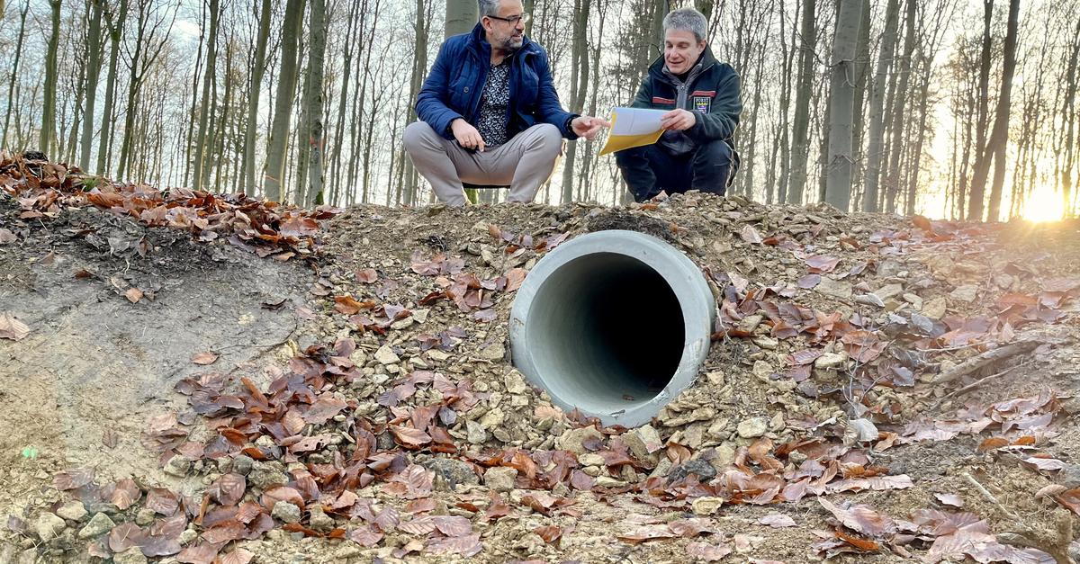 Neues Starkregenschutzprojekt für den Wald: Maßnahmen und Folgen erklärt