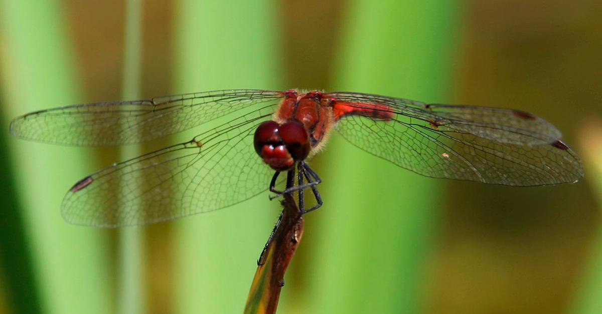 Bei Hobbyfotograf Thomas Djadjo aus Elz zählt jede Sekunde