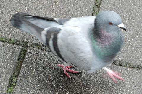 Geplante Taubentötung in Limburg empört Tierschützer