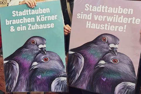 In Limburg entscheiden die Bürger über Schicksal der Tauben