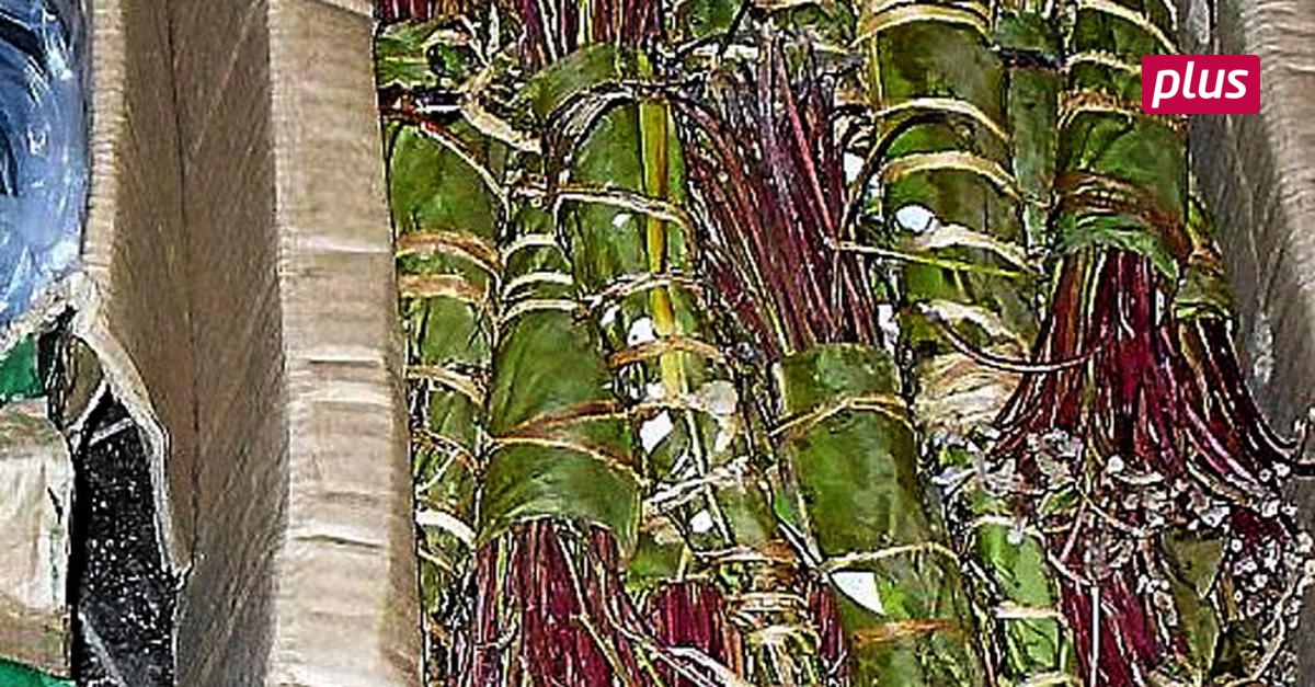 Prozess in Diez: Wer hat das Drogenpaket aus Kenia bestellt?