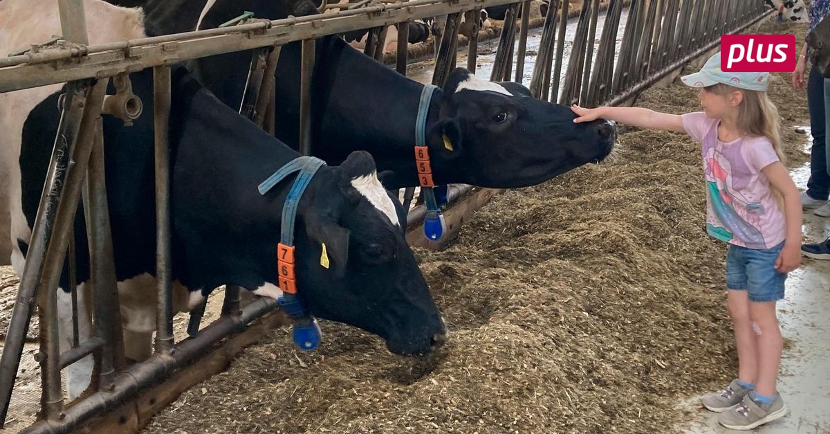 In Weinbach Landwirtschaft hautnah erleben