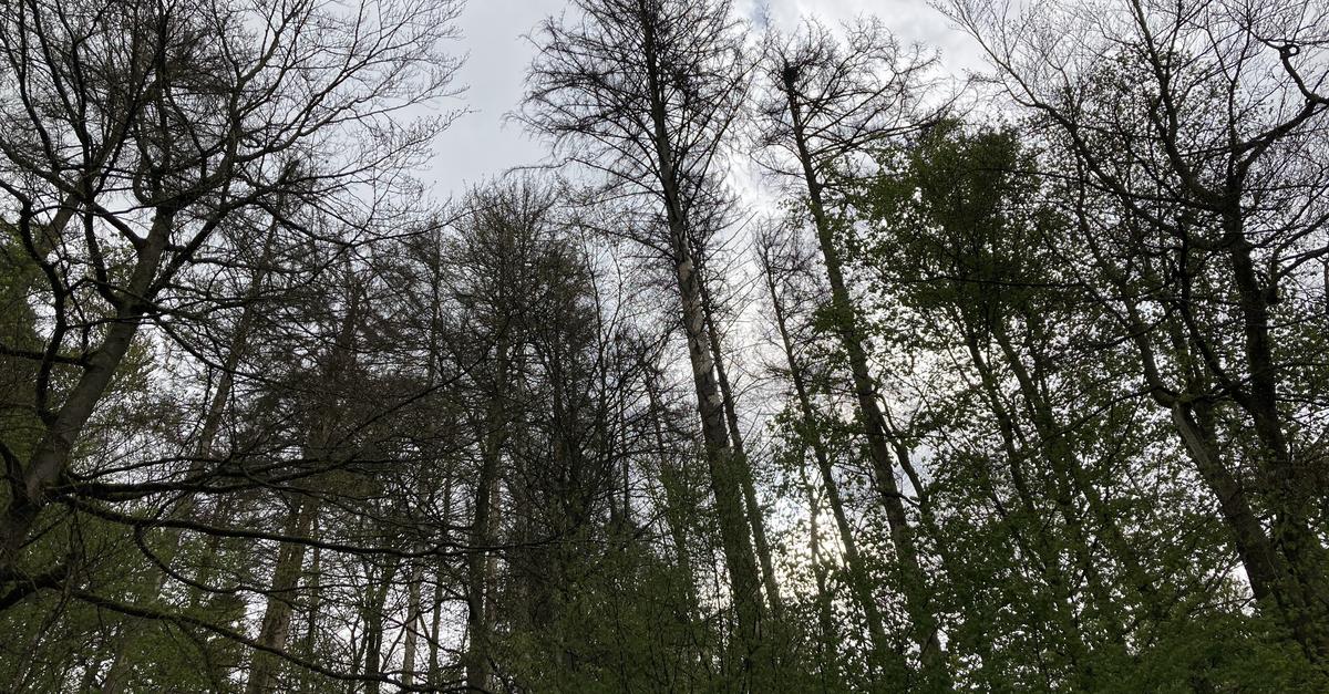 Weinbach: Dem Wald geht es schlecht, aber es gibt Hoffnung