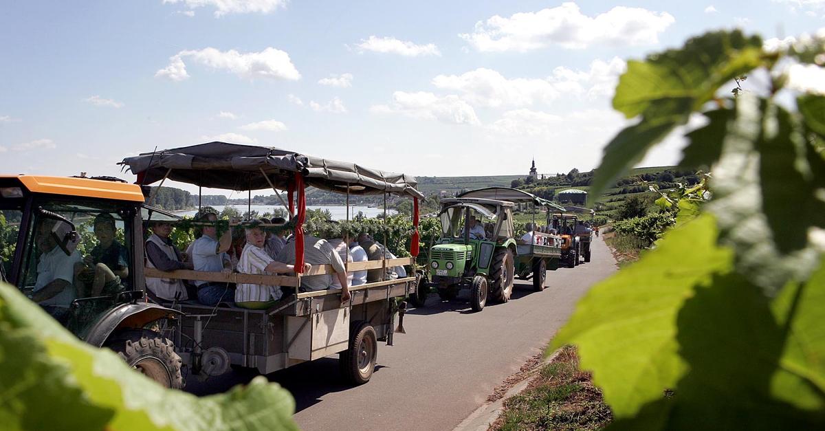 Gibt es in Hessen zu wenig Weinbergsrundfahrten?