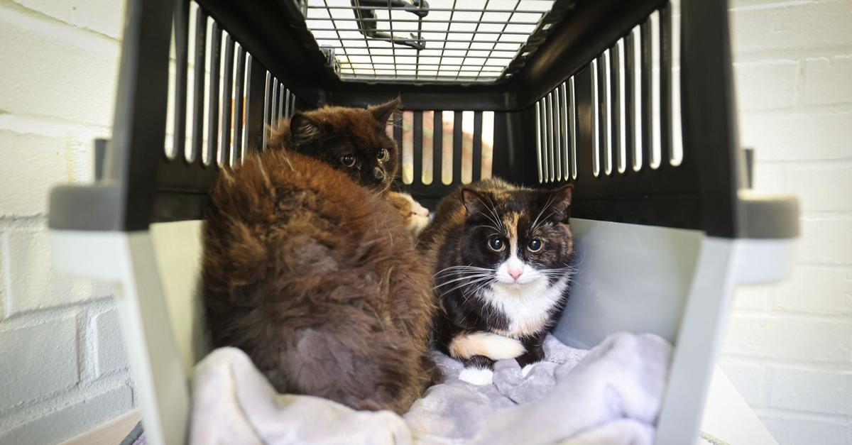 Fund auf einem Schulhof in Breidenbach: Sieben verwahrloste Katzen ...