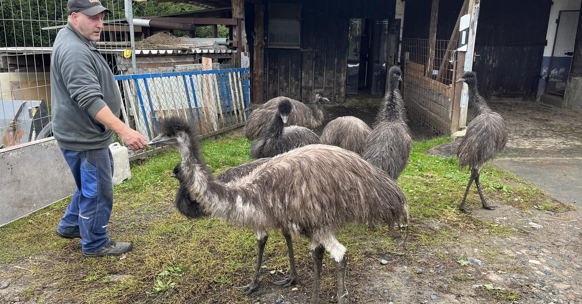 Emus in Silberg brauchen ein Weibchen