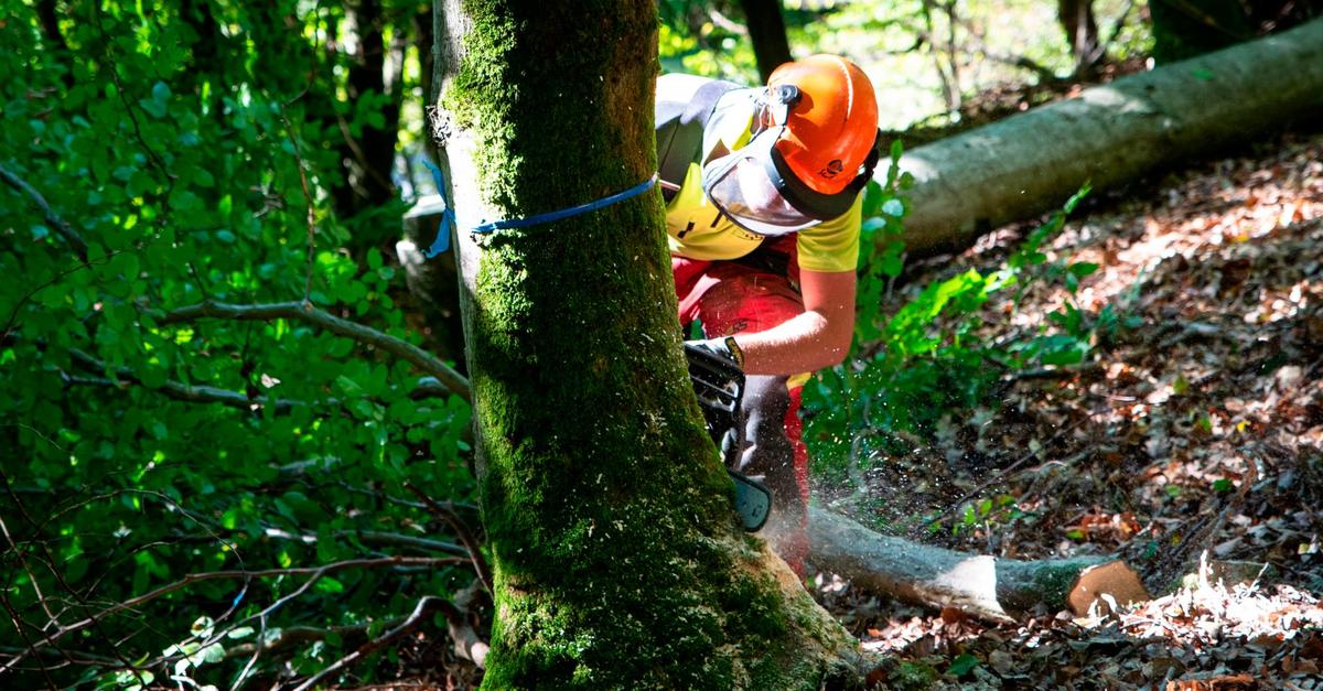 Waldsterben im Hinterland: Wie sicher ist es unter Bäumen?