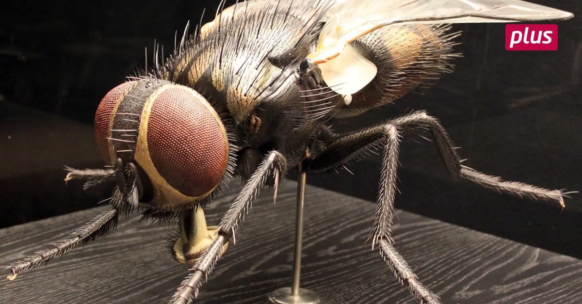 Moment Mal: Flieg, kleine Fliege!