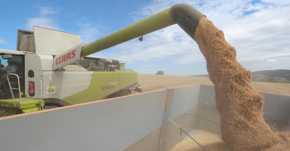 Andauernde Trockenheit: Im Hinterland war die Ernte schwach