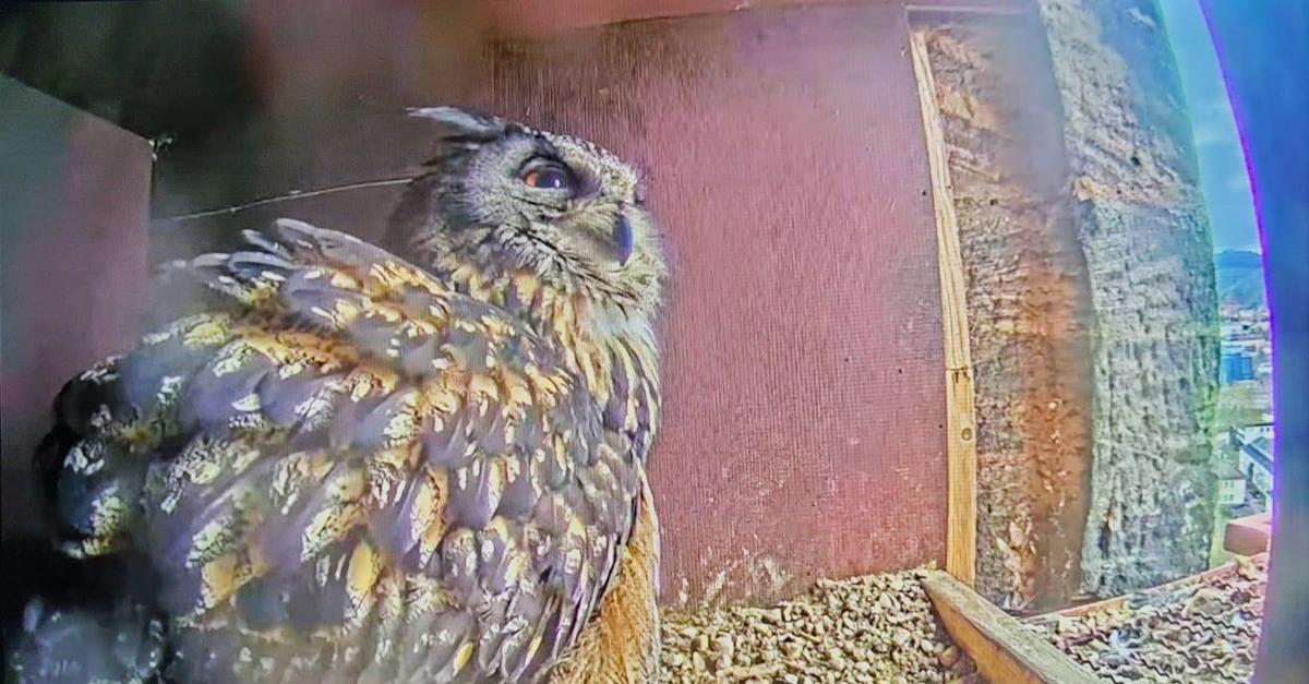 Marburger Uhu-Livestream: Zweites Küken begeistert Zuschauer weltweit