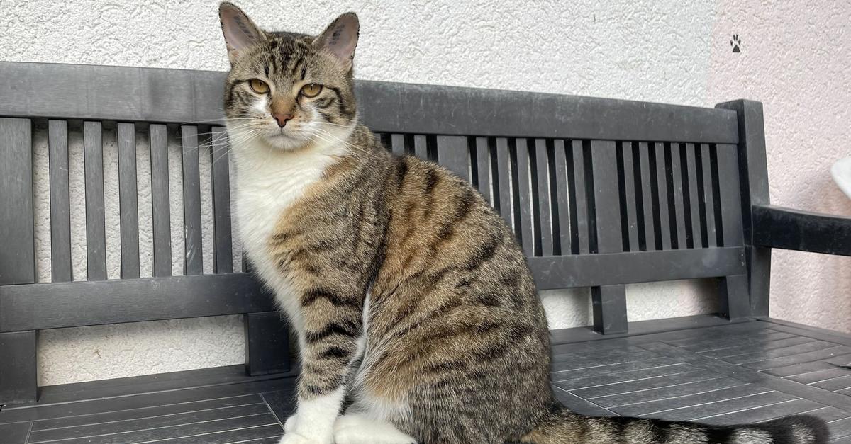Kater Kasimir aus Marburg ist aufgeschlossen und sportlich