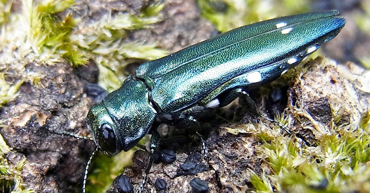 So zerstört der Eichenprachtkäfer den Wald im Lahn-Dill-Kreis