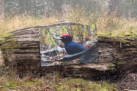 Verlängerte Naturfoto-Ausstellung im Tiergarten Braunfels