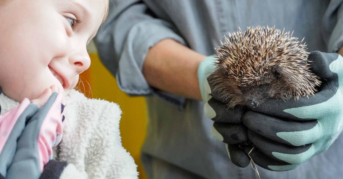 Wie die Igel „Miss Marple“ und „Mango“ in Scheld überleben