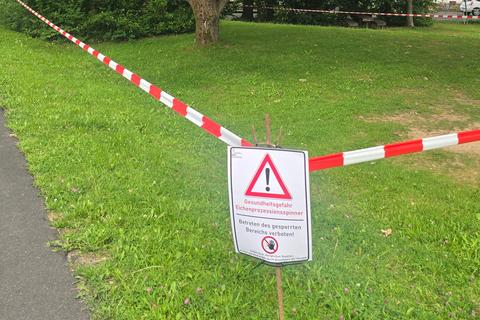Gefährliche Eichenprozessionsspinner in Dillenburg und Herborn gesichtet