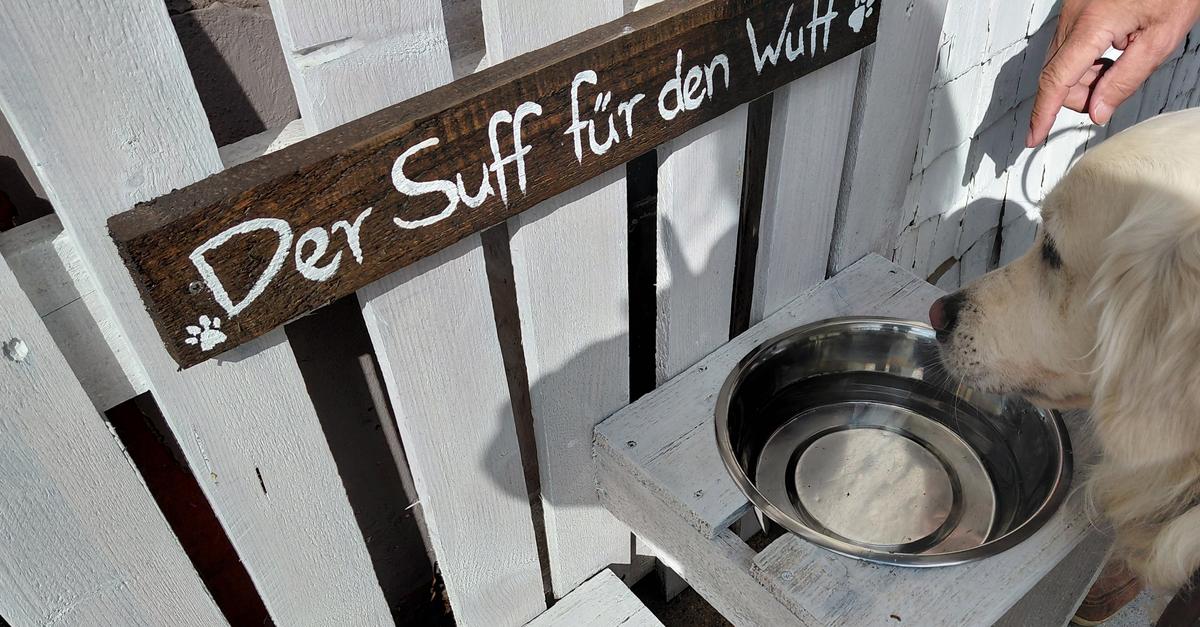 Der heilige Napf: Wenn der Hund das Trinken verweigert