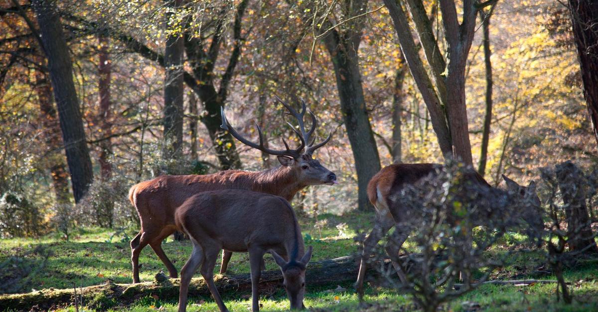 Wildgehege Herborn: Rotwild muss 50 Kilometer umziehen