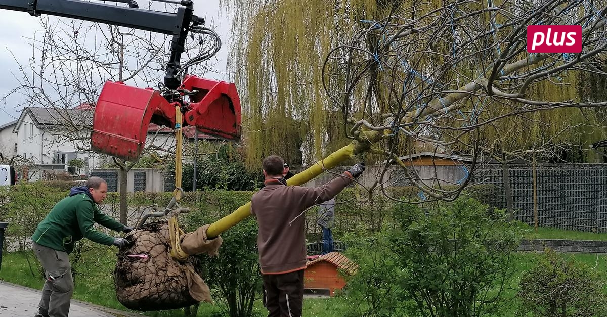 Neues Wahrzeichen fürs Rathaus in Rechtenbach