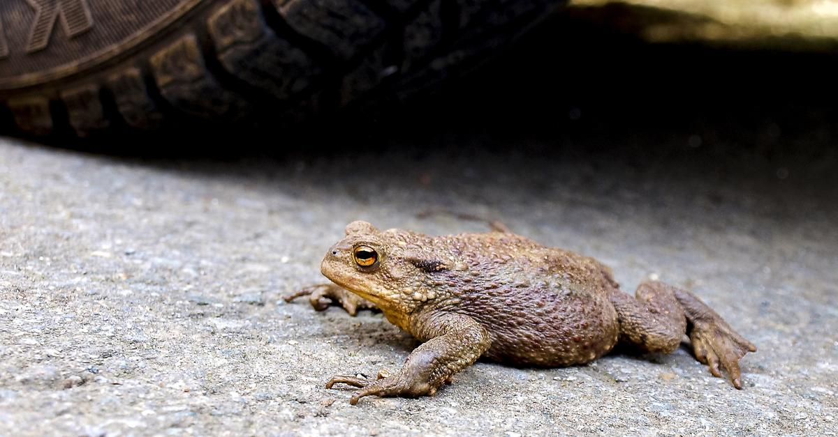 Gemeinde Lahnau sperrt Feldwege zum Krötenschutz