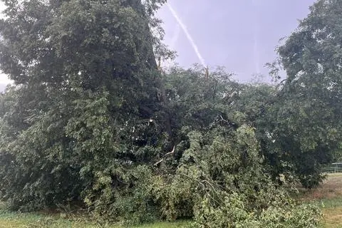 400 Jahre alte Dorflinde in Bellersdorf zerstört