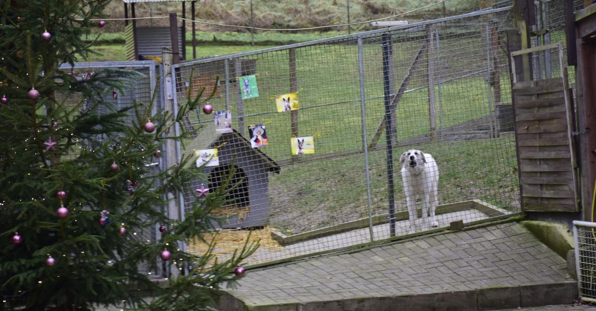 So schützt das Tierheim Wetzlar seine „Gäste“ an Silvester
