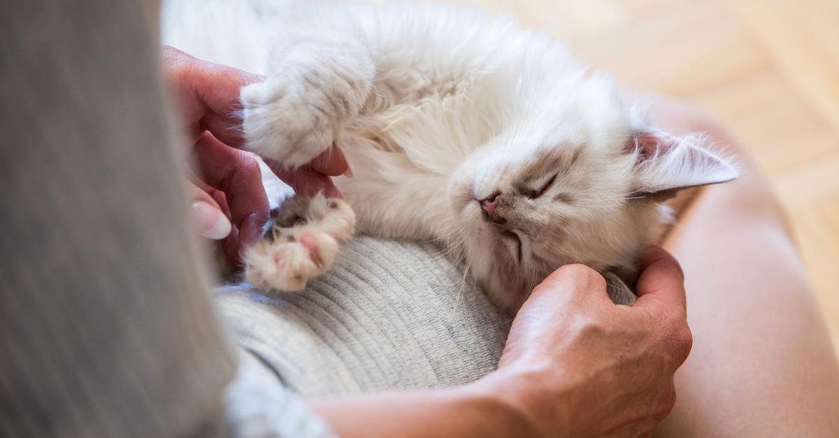 Blinde Katze adoptieren – das sollte man vorher wissen